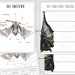 BAT Unit Study, Life Cycle, Anatomy, Nature Study, Science, Homeschool ...