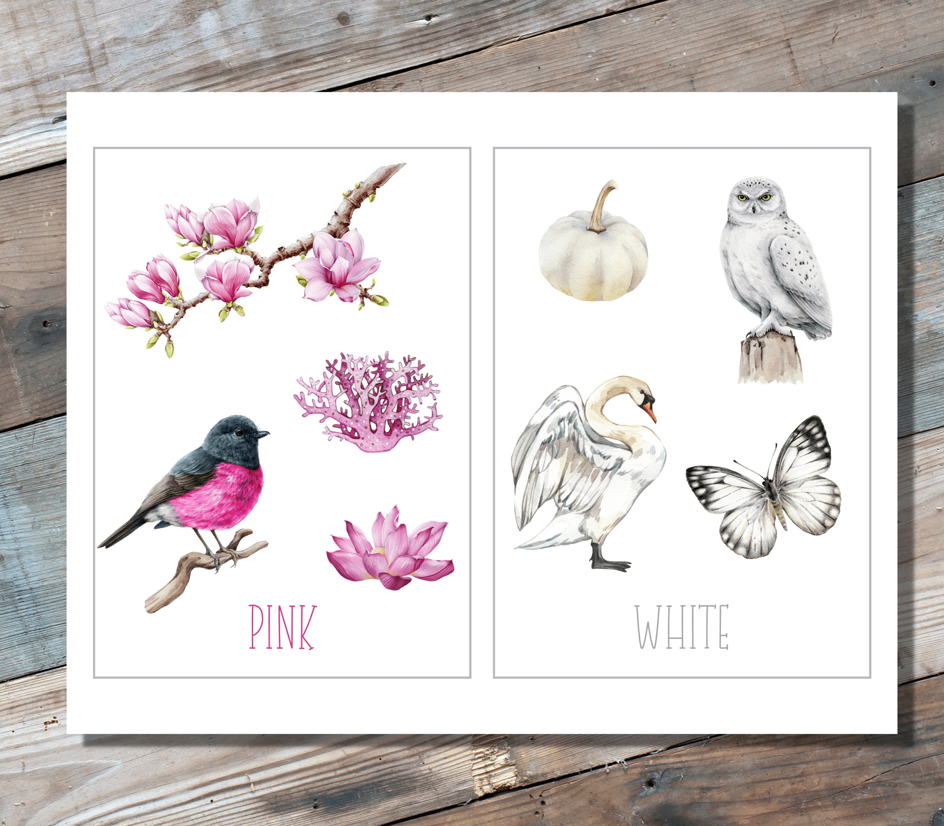 COLORS in Nature Flashcards Color Flashcards Vocabulary - Etsy