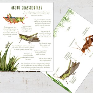GRASSHOPPER Unit Study, Life Cycle, Anatomy, Nature Study, Science ...