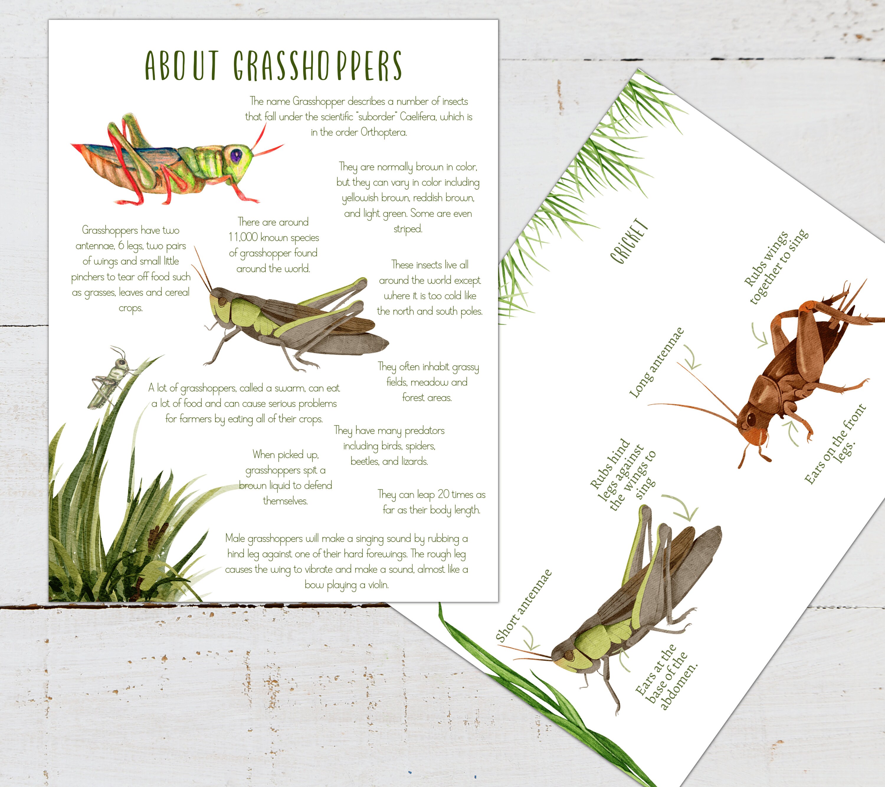 GRASSHOPPER Unit Study, Life Cycle, Anatomy, Nature Study, Science ...