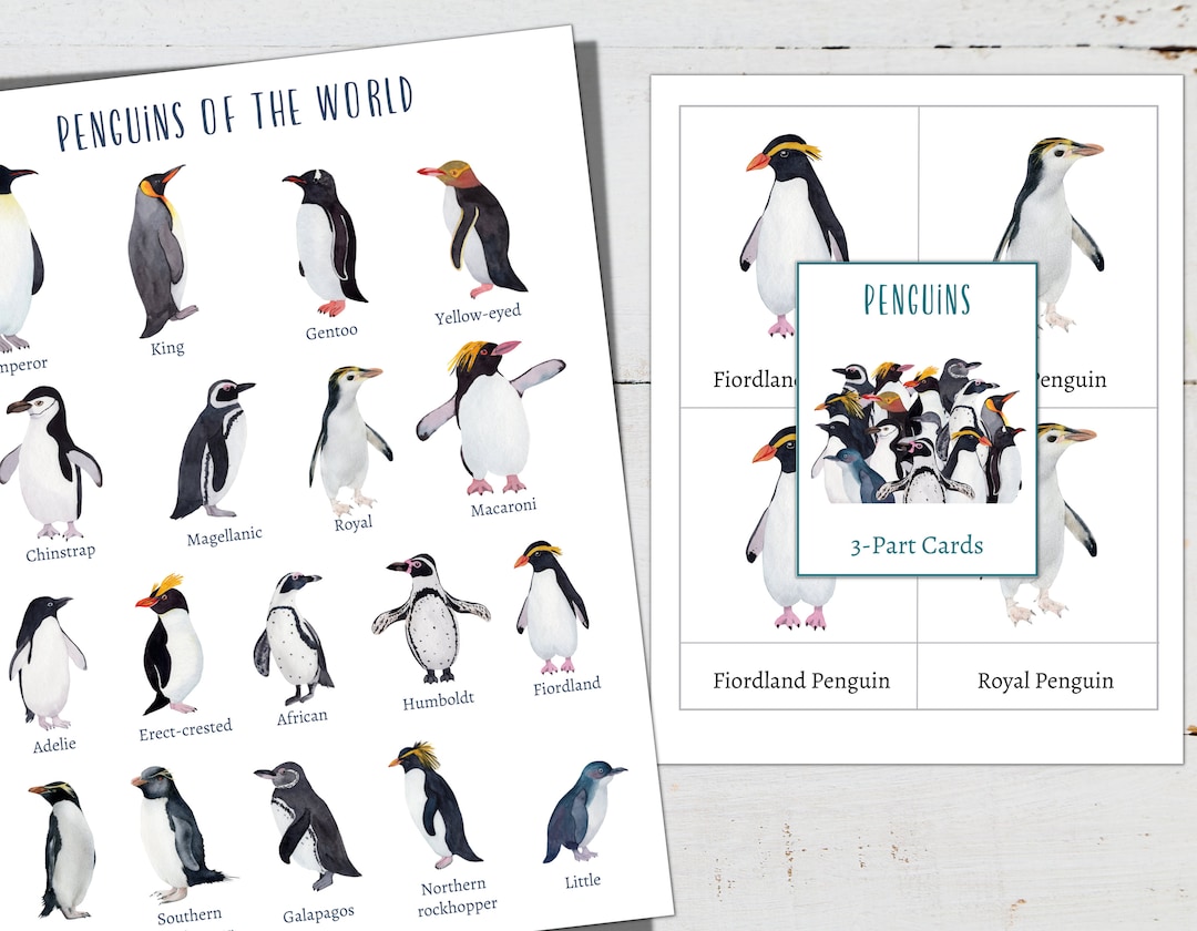 PENGUINS Mini Poster + 3-part Cards, 18 Penguins, Homeschool ...