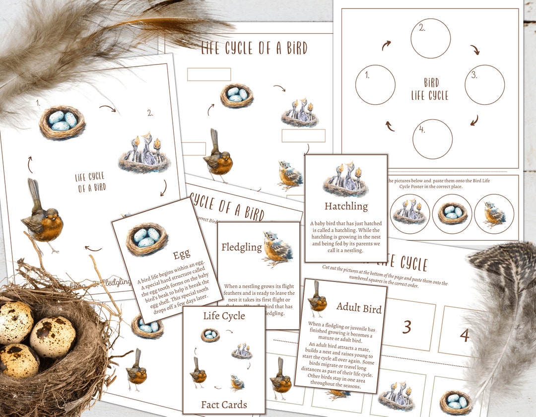 BIRD LIFE CYCELE, Homeschool, Montessori, Instant Download - Etsy
