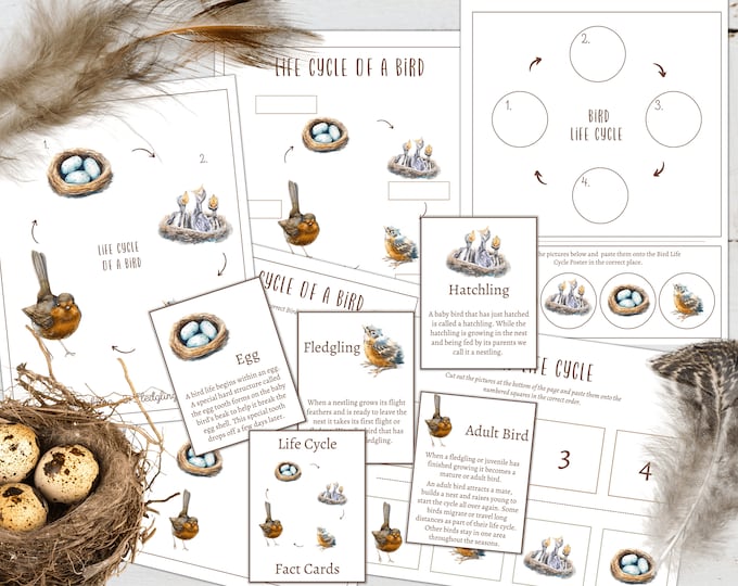 American Robin Life Cycle Pack Homeschool Printable 3-part Cards Nature ...