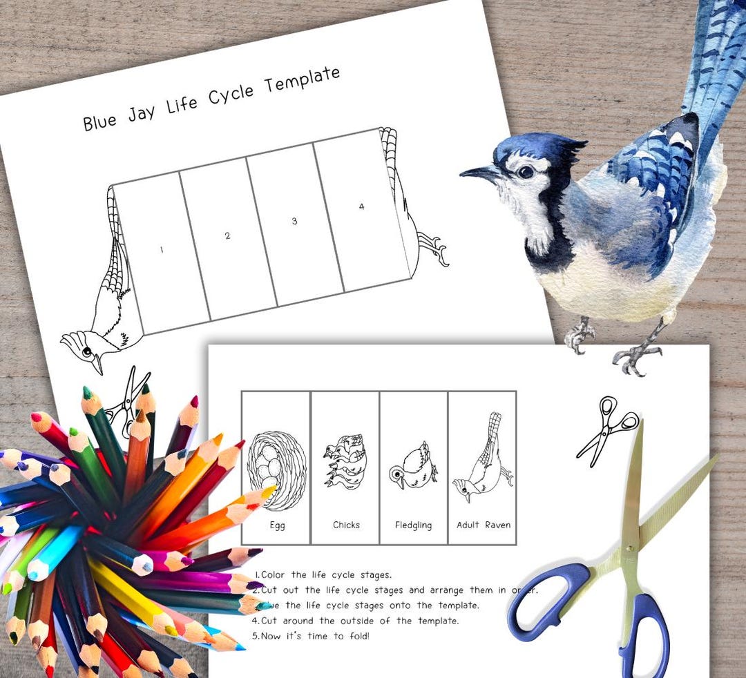 Blue Jay Life Cycle, Bird Sequence and Fold Kids' Science Craft, A4 and ...