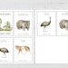 ANIMAL MOVEMENT CARDS, Australian Animals, Calm Down Activity, Kids ...