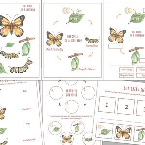 BUTTERFLY Unit Study, Life Cycle, Anatomy, Species, Nature Study ...