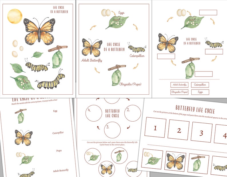 BUTTERFLY Unit Study Life Cycle Anatomy Species Nature - Etsy