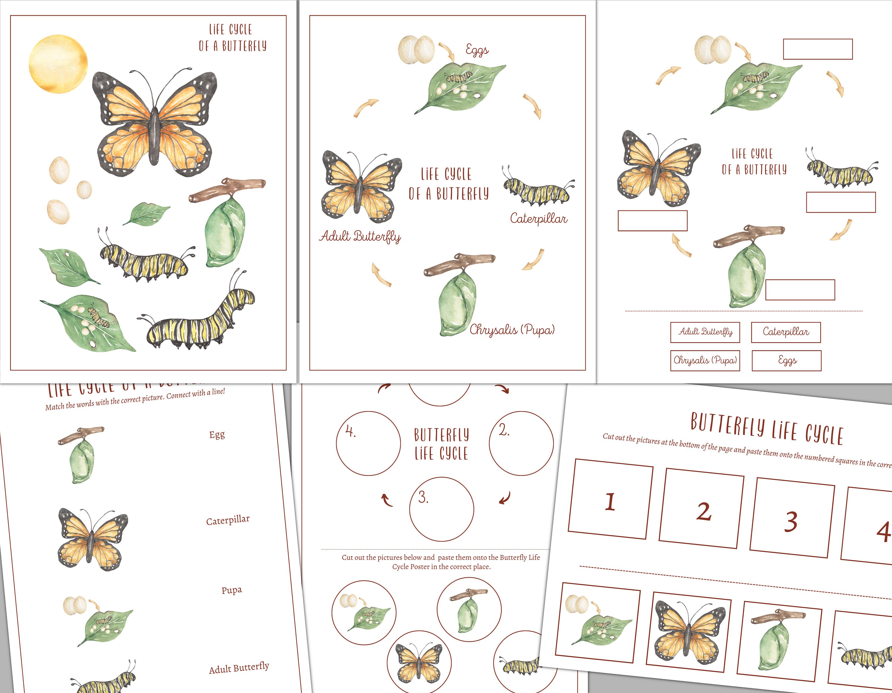 BUTTERFLY Unit Study, Life Cycle, Anatomy, Species, Nature Study ...