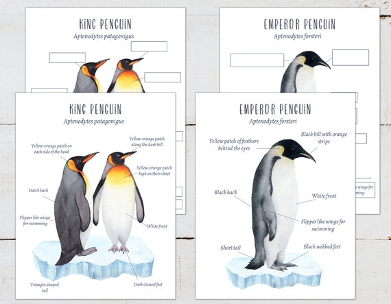 Label Penguin Parts Worksheet
