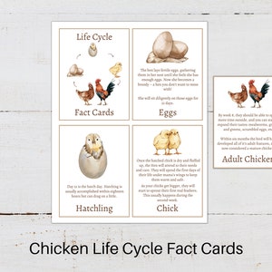 CHICKEN Mini Unit Study, Life Cycle, Anatomy, Nature Study, Science ...