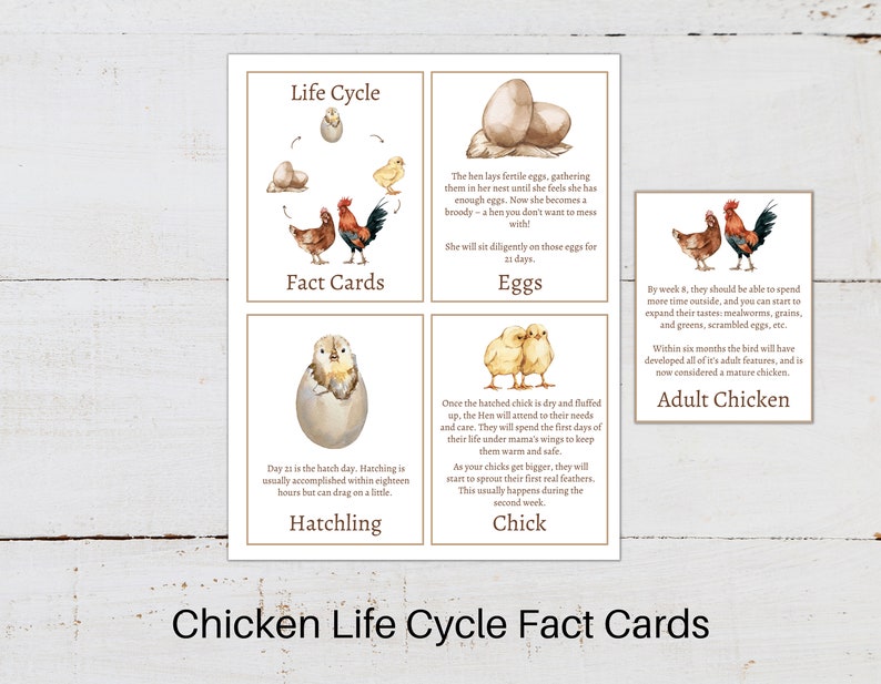 CHICKEN Mini Unit Study Life Cycle Anatomy Nature Study - Etsy