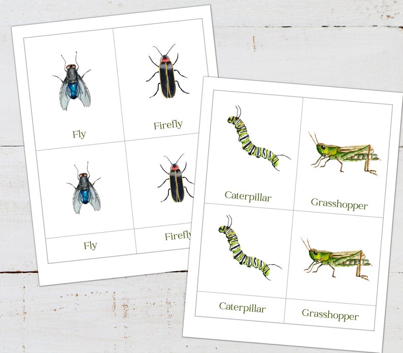 MINIBEASTS Mini Poster 3-part Cards Homeschool Montessori - Etsy