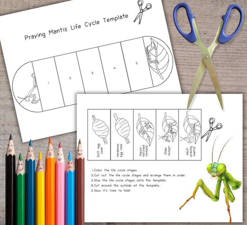 Praying Mantis Life Cycle Foldable Template, Kids' Science Craft, A4 ...