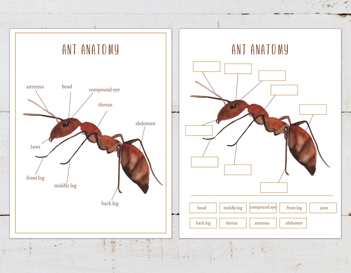 ANT Anatomy Poster, Labeling and Tracing Activity, Homeschool ...