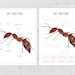 ANT Anatomy Poster, Labeling and Tracing Activity, Homeschool ...