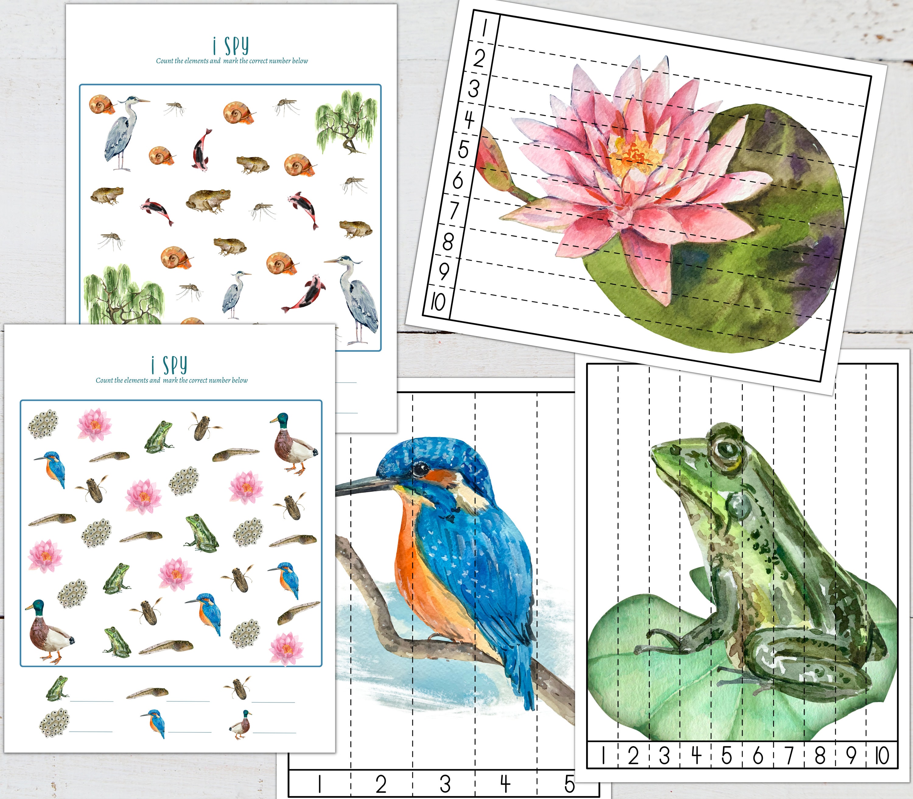 POND LIFE Unit Study Life Cycle Anatomy Nature Study - Etsy Australia