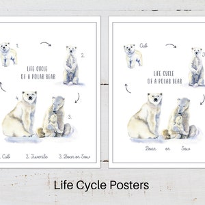 POLAR Bear Mini Unit Study, Life Cycle, Anatomy, Nature Study, Science ...