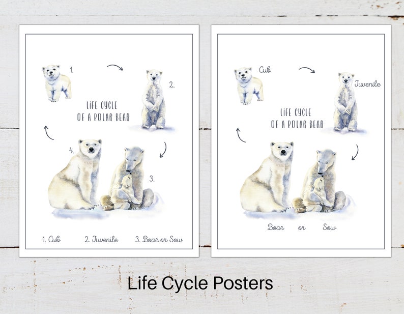 POLAR Bear Mini Unit Study Life Cycle Anatomy Nature Study - Etsy