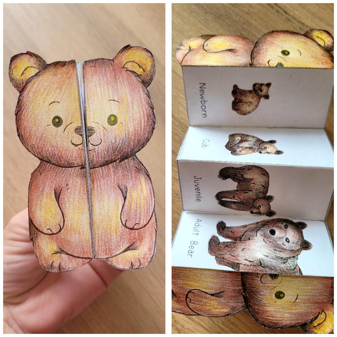 Bear Life Cycle Foldable Template, Kids' Science Craft, A4 and 11x8.5 ...