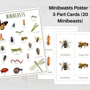 SUMMER BUNDLE, Summer Camping, Butterfly, Forest and Minibeasts ...
