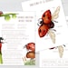LADYBUG Unit Study, Life Cycle, Anatomy, Nature Study, Science ...