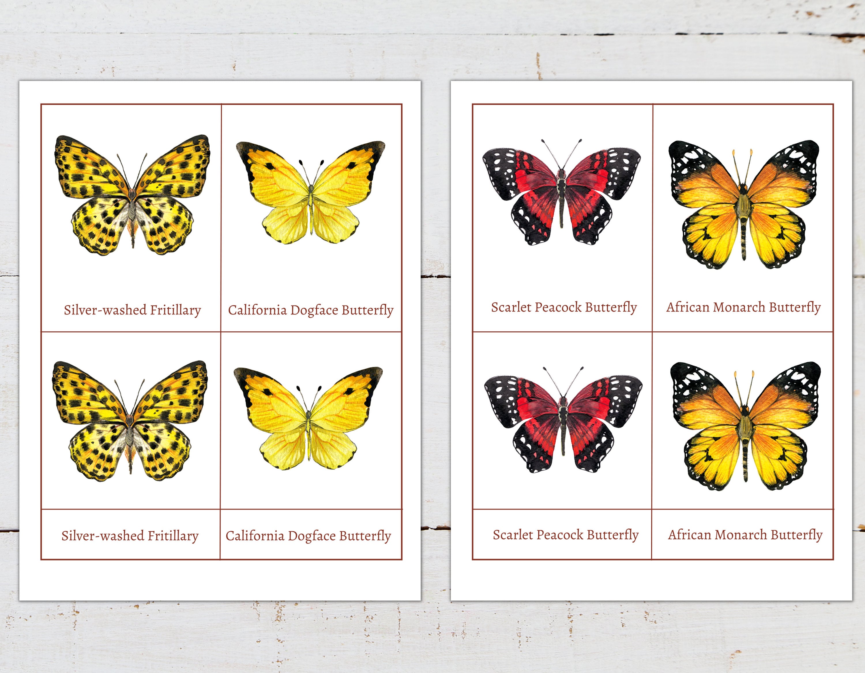 BUTTERFLY Species Mini Poster + 3-part Cards, Homeschool, Montessori ...