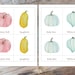PUMPKIN Varieties Mini Poster + 3-part Cards, Homeschool, Montessori ...