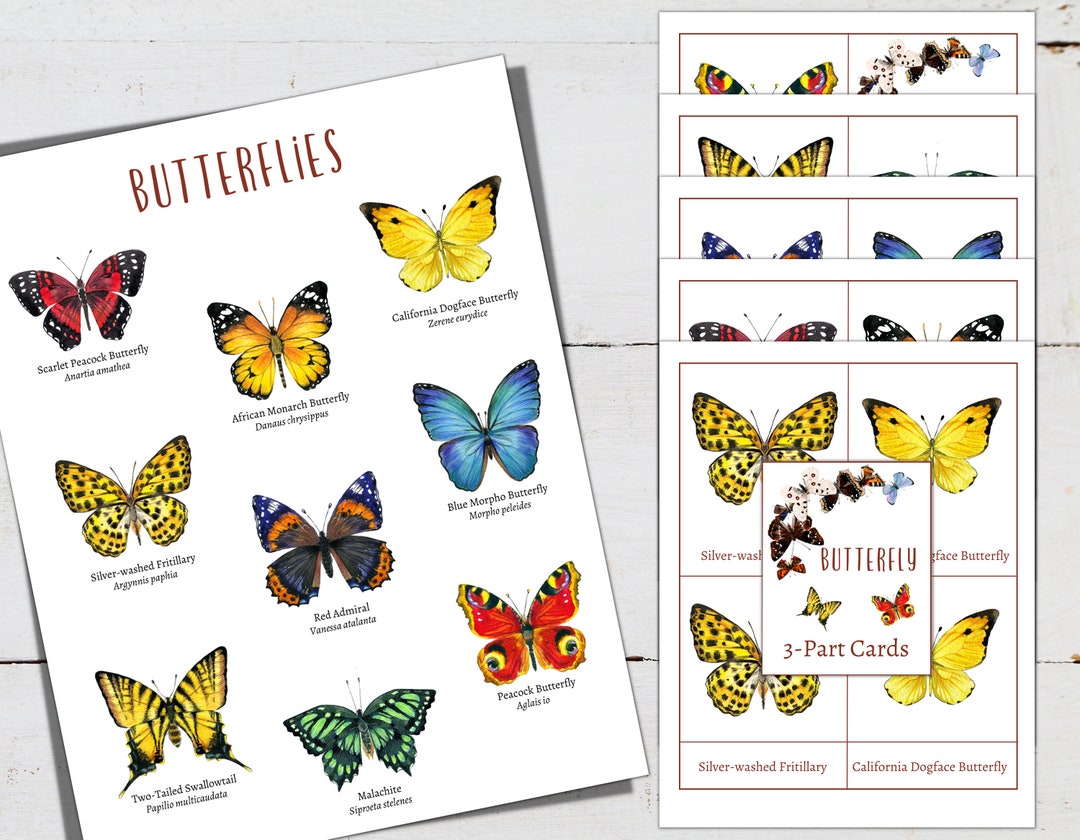 BUTTERFLY Species Mini Poster + 3-part Cards, Homeschool, Montessori ...