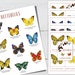 BUTTERFLY Species Mini Poster + 3-part Cards, Homeschool, Montessori ...