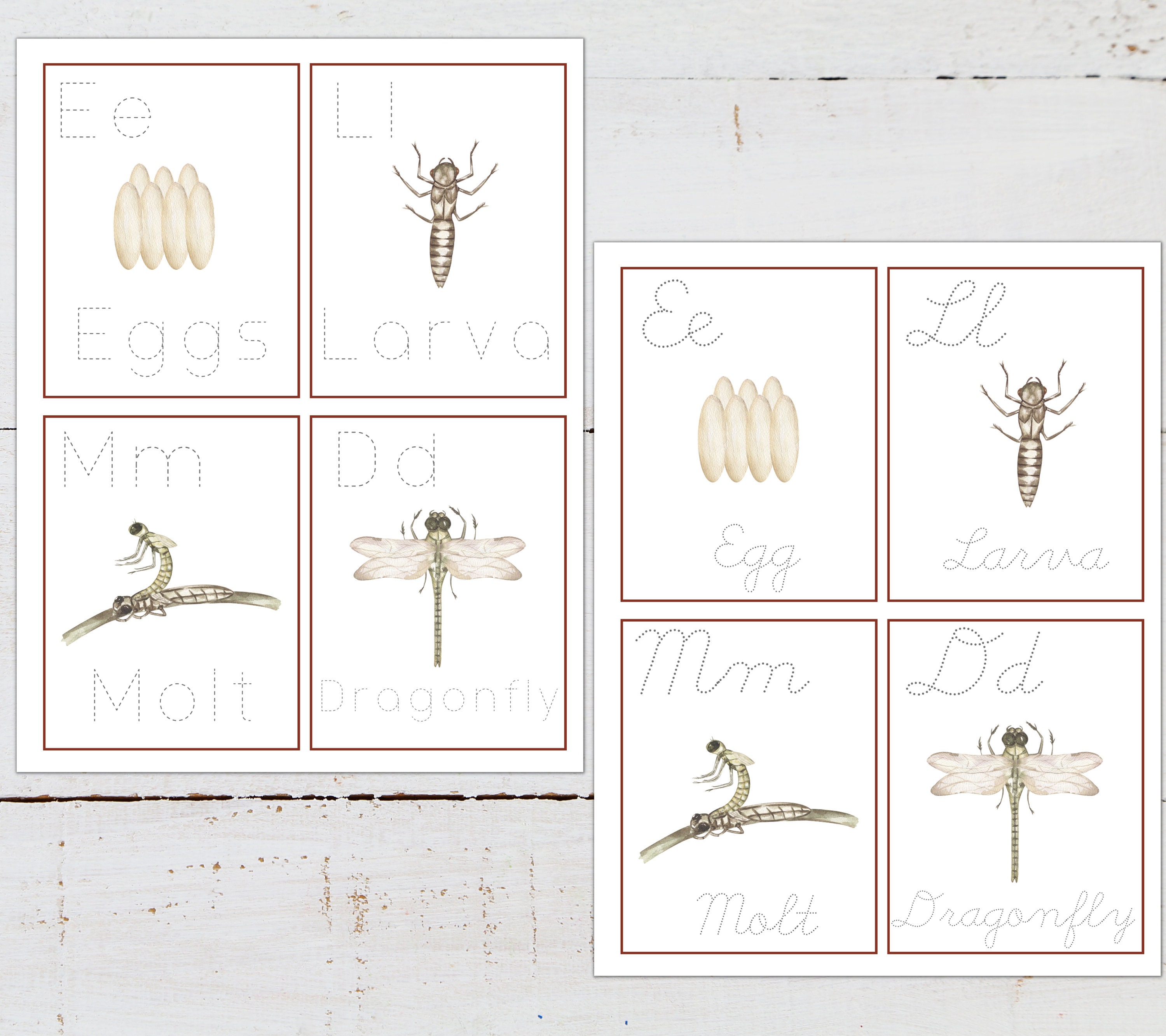 DRAGONFLY Life Cycle, Nature Study, Science, Homeschool, Montessori ...