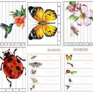 POLLINATOR Unit Study, Anatomy, Nature Study, Science, Homeschool ...