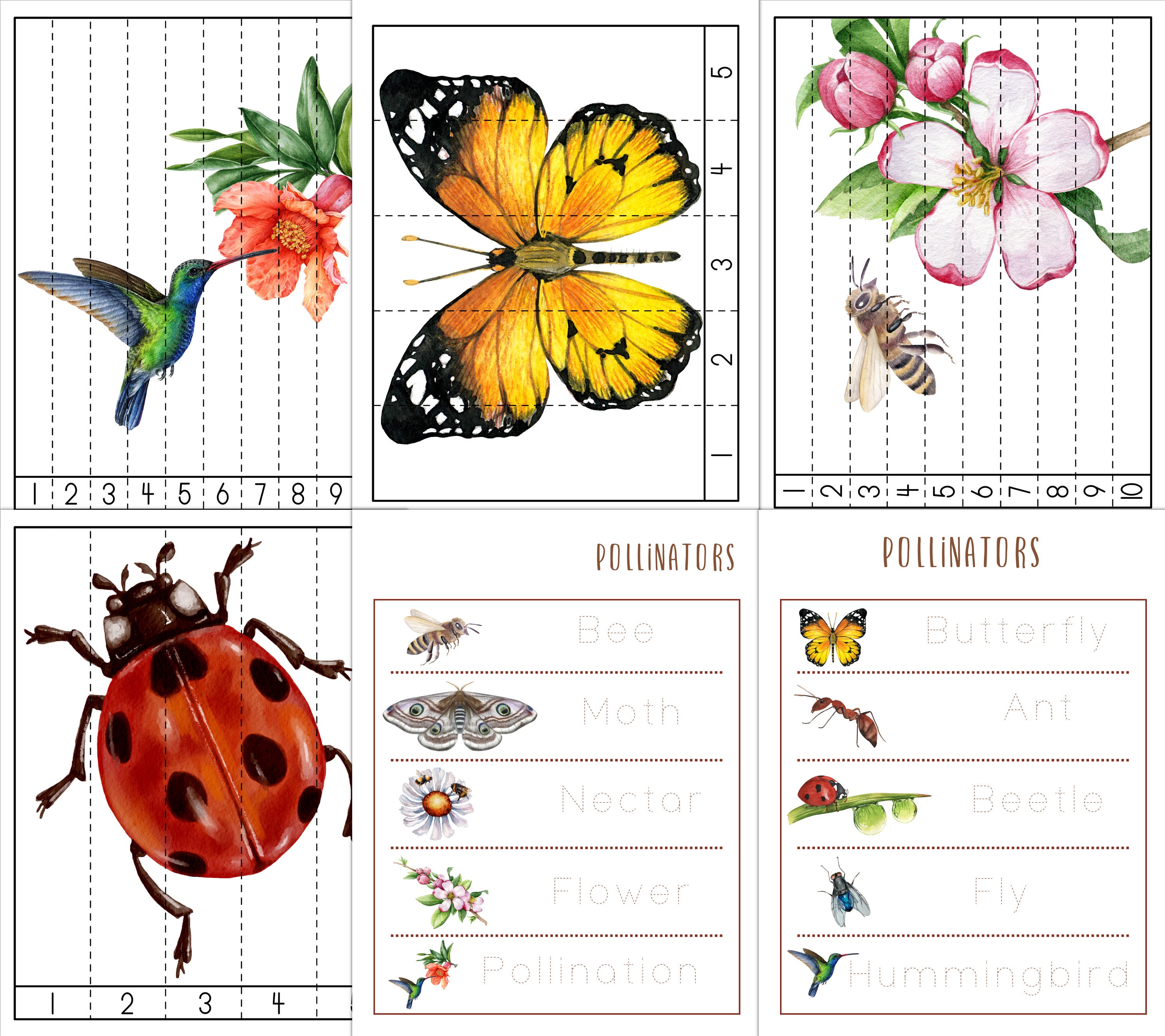 POLLINATOR Unit Study Anatomy Nature Study Science - Etsy Australia