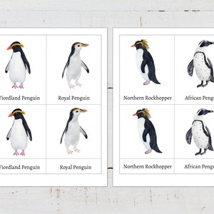 PENGUINS Mini Poster + 3-part Cards, 18 Penguins, Homeschool ...