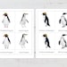 PENGUINS Mini Poster 3-part Cards, 18 Penguins, Homeschool, Montessori ...