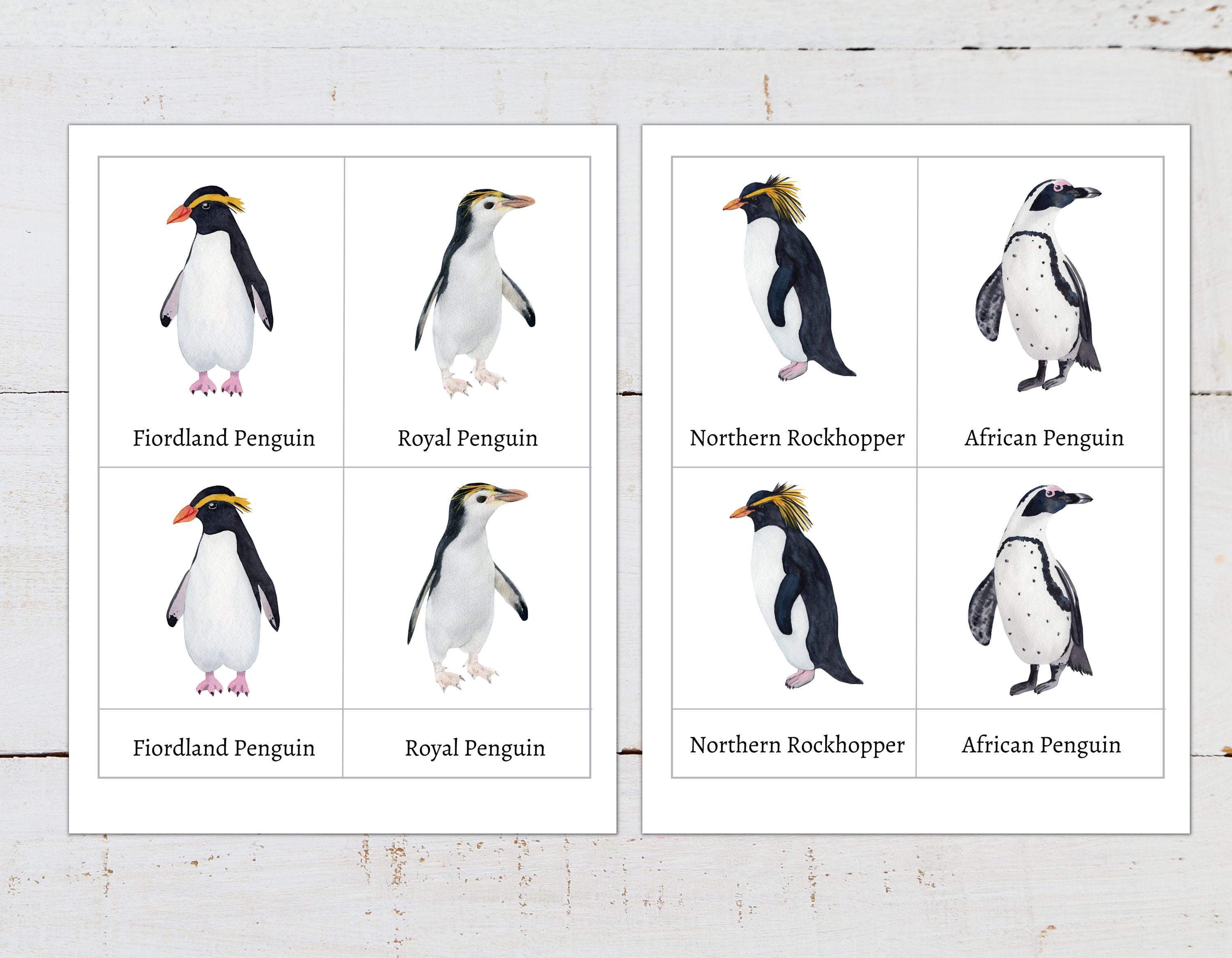 PENGUINS Mini Poster 3-part Cards, 18 Penguins, Homeschool, Montessori ...