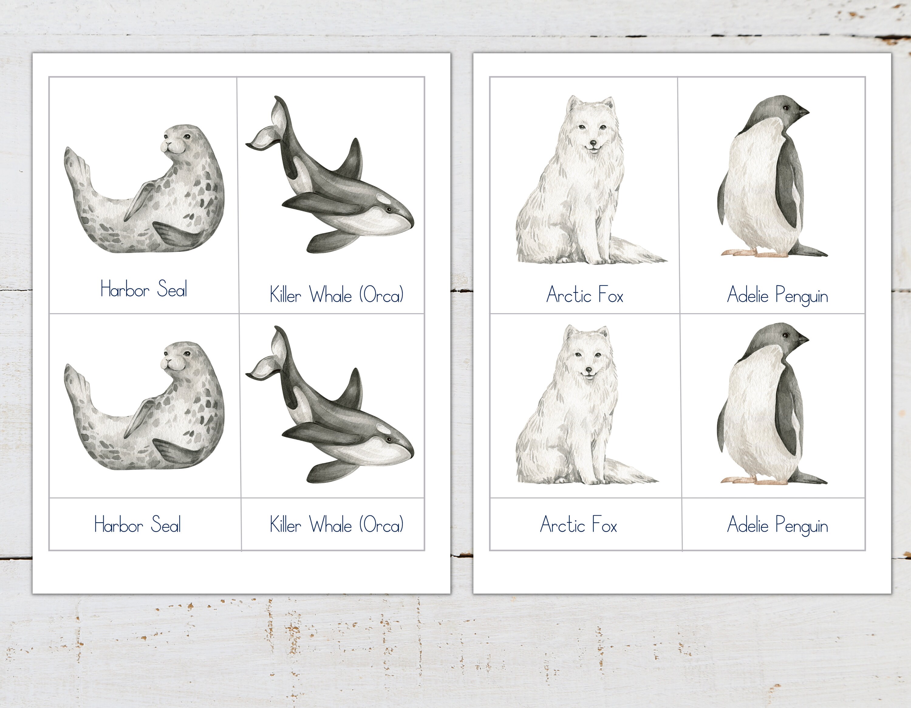 POLAR ANIMALS Mini Poster + 3-part Cards, Arctic and Antarctic Animals ...