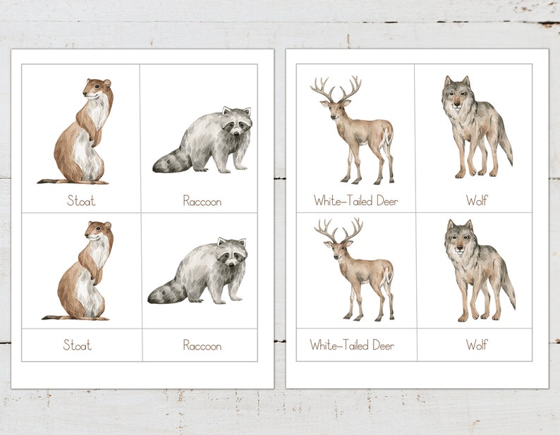 FOREST ANIMALS Mini Poster 3-part Cards Homeschool - Etsy