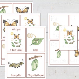 BUTTERFLY Unit Study, Life Cycle, Anatomy, Species, Nature Study ...