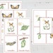 BUTTERFLY Unit Study, Life Cycle, Anatomy, Species, Nature Study ...