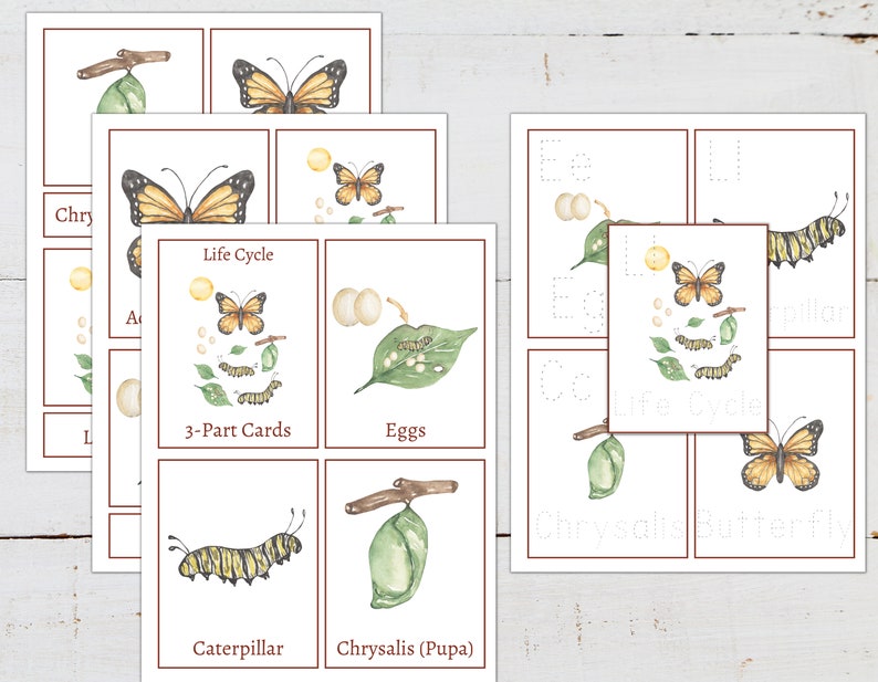 BUTTERFLY Unit Study, Life Cycle, Anatomy, Species, Nature Study ...