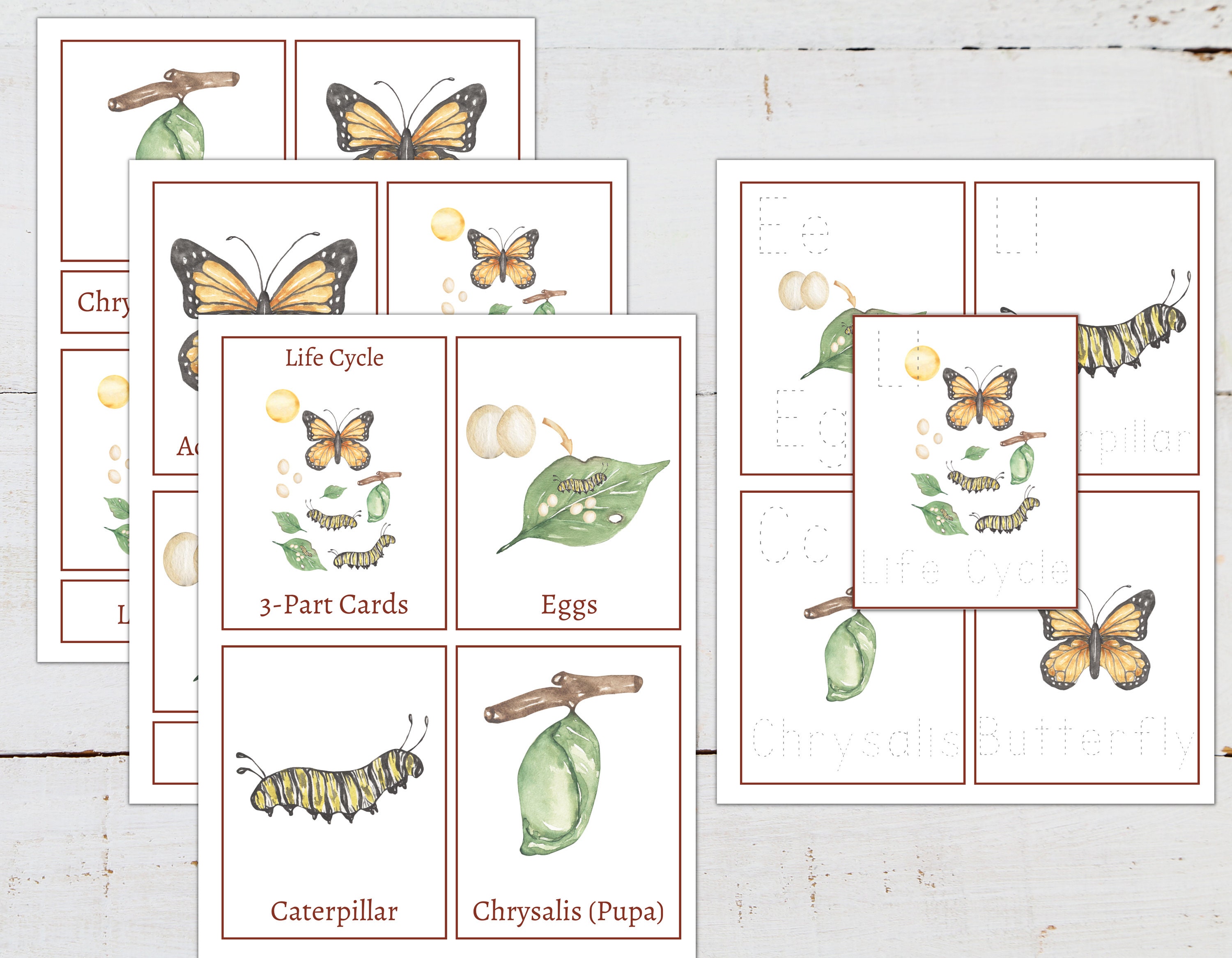 BUTTERFLY Unit Study, Life Cycle, Anatomy, Species, Nature Study ...