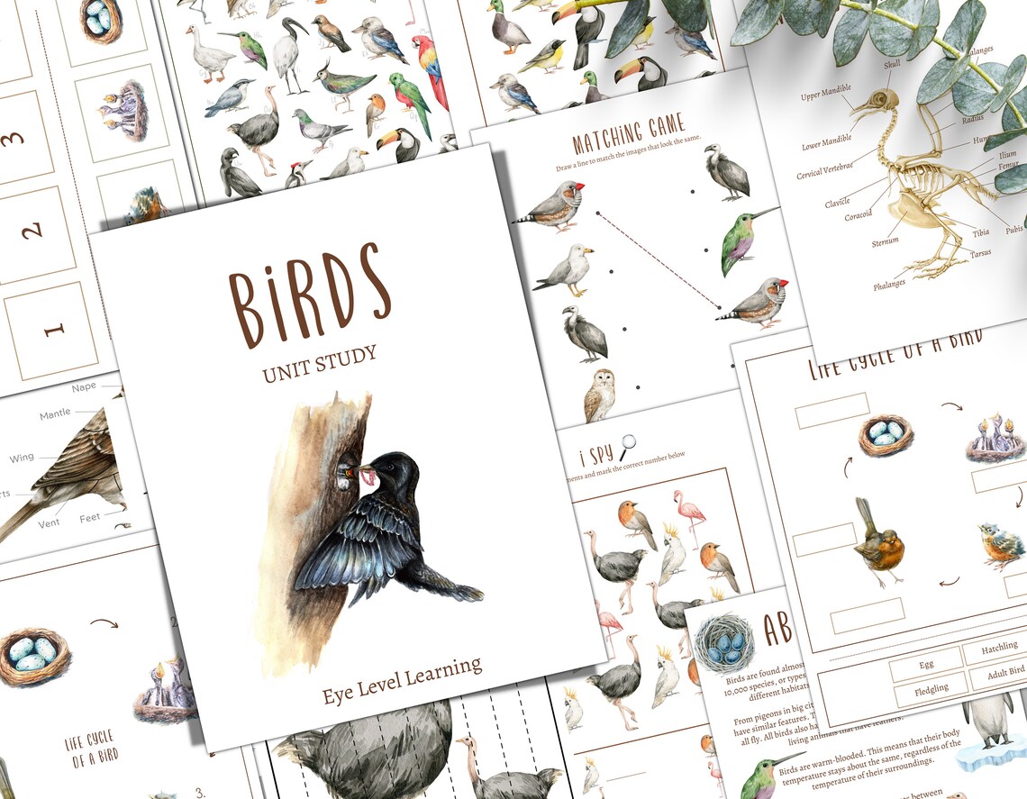 SPRING Themed Nature Study Units BUNDLE, Birds, Frogs, Barn Swallow ...