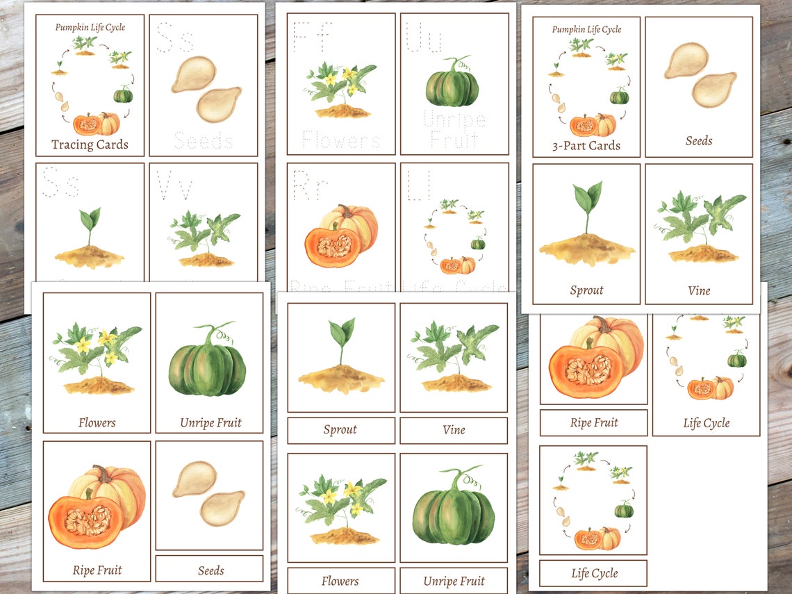 PUMPKIN LIFE CYCLE, Posters, 3-part Cards, Fact Cards, Tracing ...