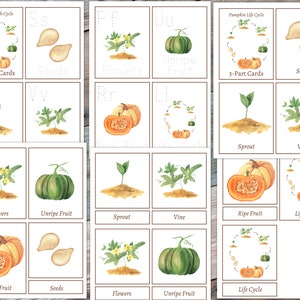 PUMPKIN LIFE CYCLE, Posters, 3-part Cards, Fact Cards, Tracing ...