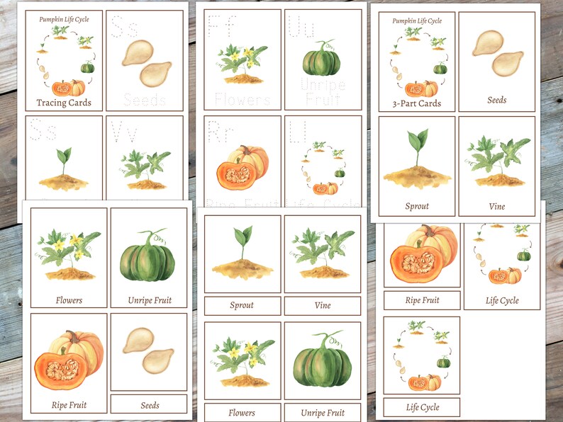 PUMPKIN LIFE CYCLE, Posters, 3-part Cards, Fact Cards, Tracing ...