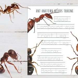 ANT Anatomy Poster, Labeling and Tracing Activity, Homeschool ...