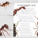 ANT Anatomy Poster, Labeling and Tracing Activity, Homeschool ...