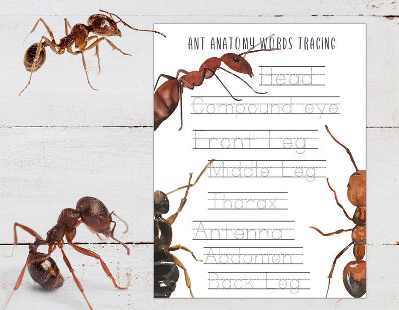 ANT Anatomy Poster, Labeling and Tracing Activity, Homeschool ...