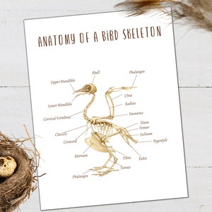 BIRD Skeleton Anatomy Poster, Labeling and Tracing Activity, Homeschool ...