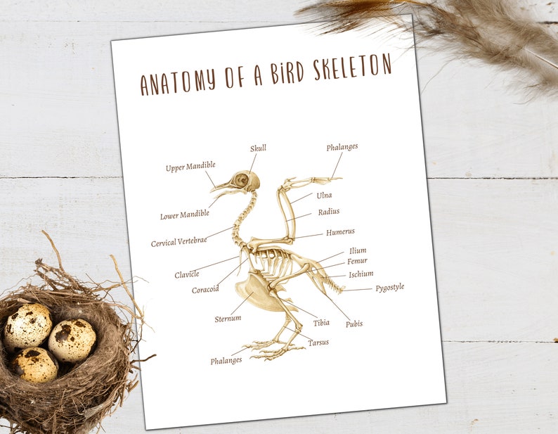 BIRD Skeleton Anatomy Poster, Labeling and Tracing Activity, Homeschool ...